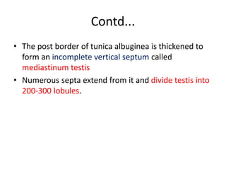 SCROTUM AND TESTIS.pptx anatomy scrotum bdc | PPTX