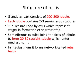 SCROTUM AND TESTIS.pptx anatomy scrotum bdc | PPTX