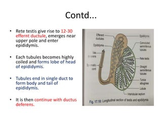 SCROTUM AND TESTIS.pptx anatomy scrotum bdc | PPTX