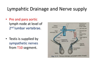SCROTUM AND TESTIS.pptx anatomy scrotum bdc | PPTX