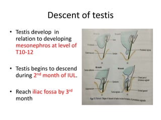 SCROTUM AND TESTIS.pptx anatomy scrotum bdc | PPTX
