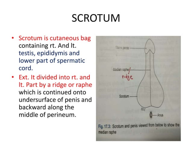 SCROTUM AND TESTIS.pptx anatomy scrotum bdc | PPTX | Reproductive ...