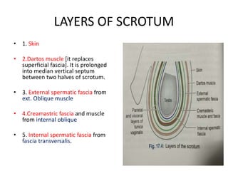 SCROTUM AND TESTIS.pptx anatomy scrotum bdc | PPTX