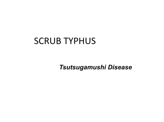Scrub typhus | PPT