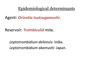 Scrub typhus | PPT