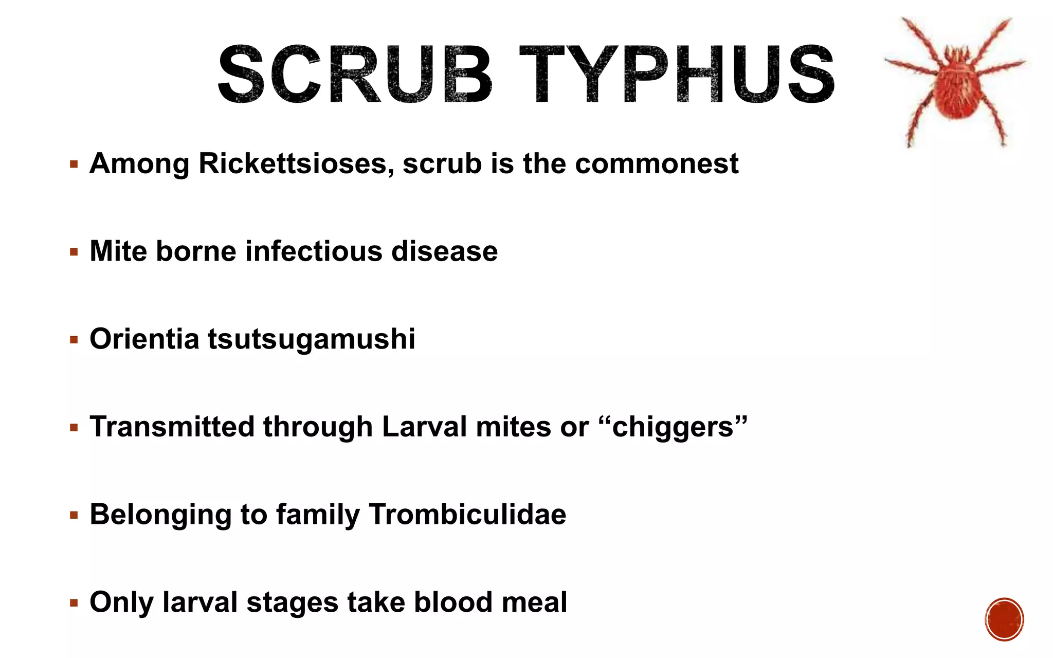 Scrub typhus | PPTX | Infectious Diseases | Diseases and Conditions