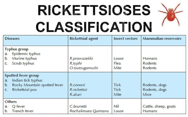 Scrub typhus | PPTX | Infectious Diseases | Diseases and Conditions