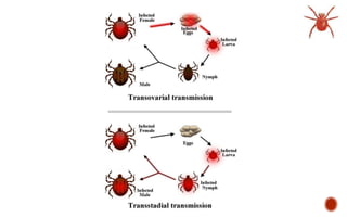 Scrub Typhus Life Cycle