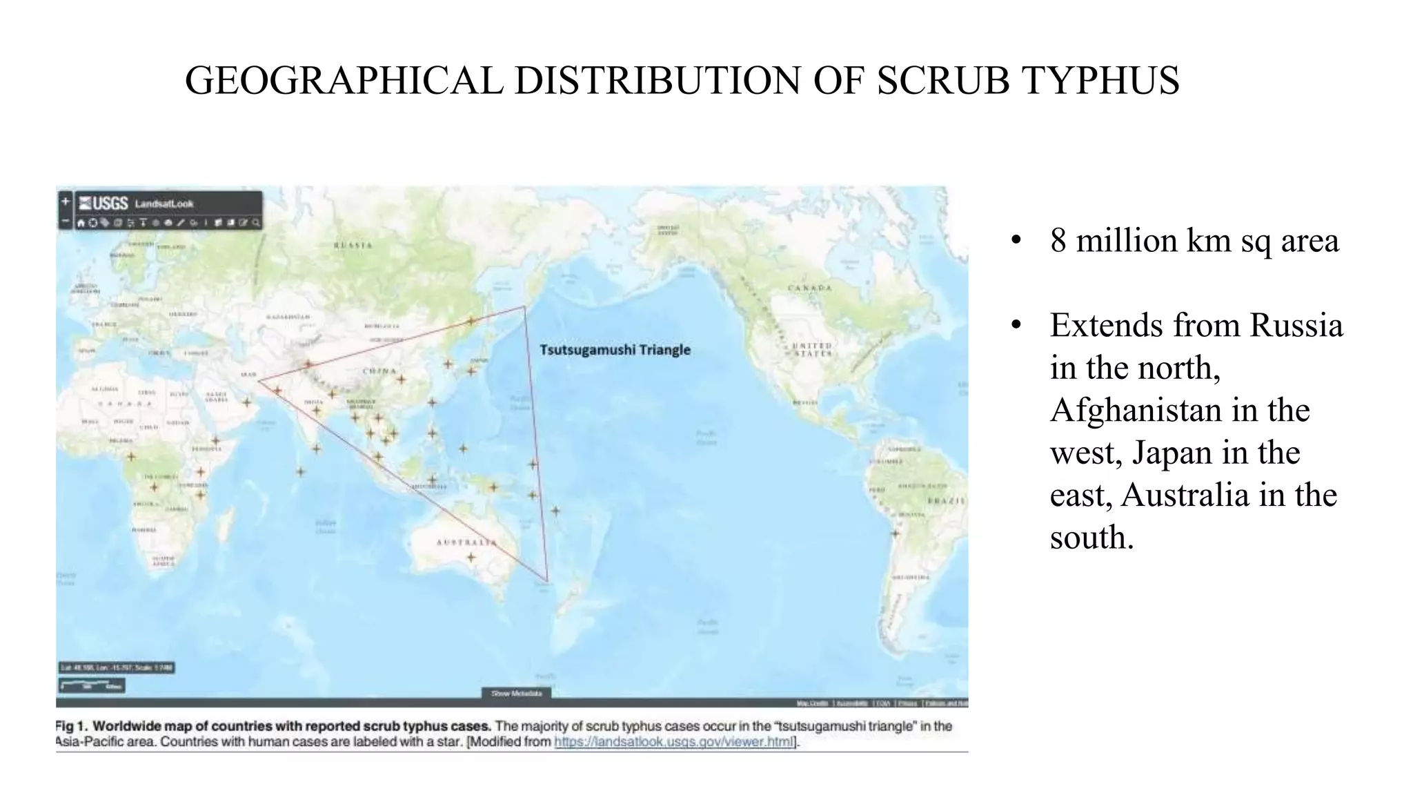 Scrub typhus in India | PPT