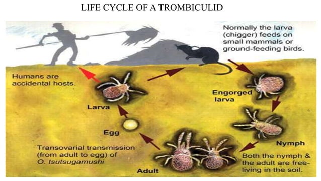 Scrub typhus in India | PPT