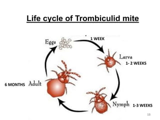 Scrub Typhus Life Cycle