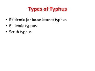 Scrub typhus | PPTX