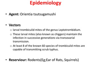 Scrub typhus | PPTX