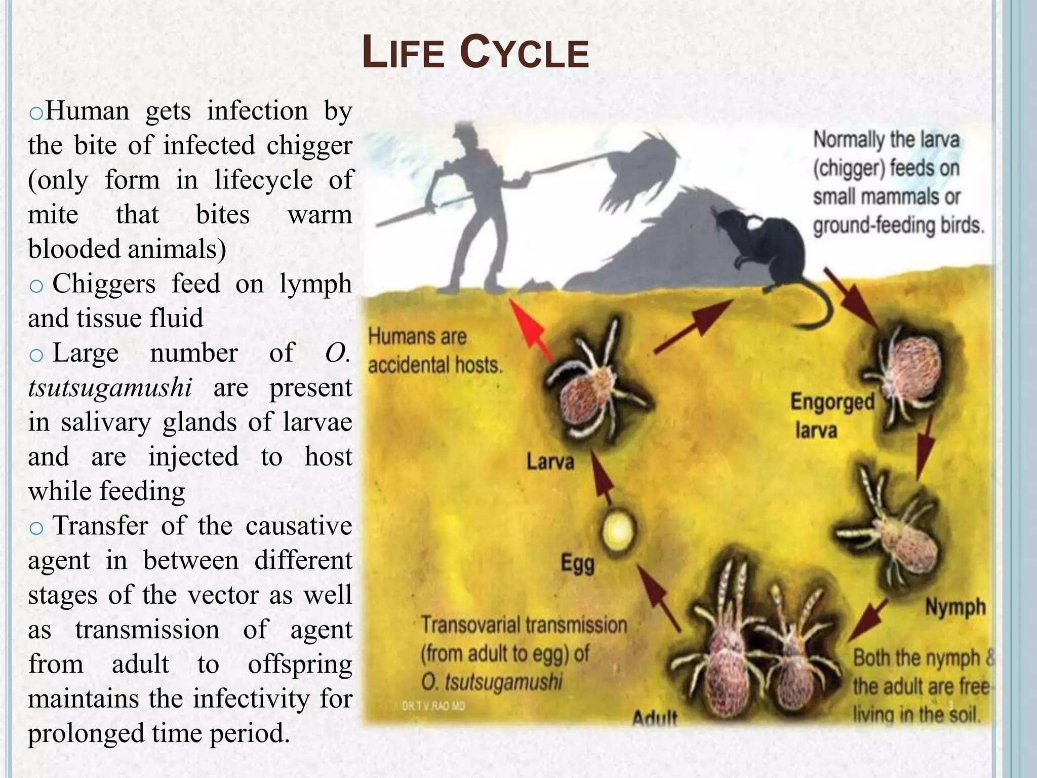 Scrub typhus | PPTX
