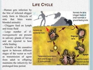 Scrub Typhus Life Cycle