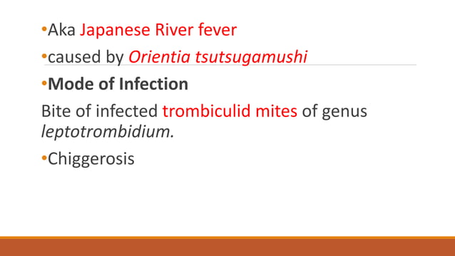 Scrub typhus | PPT