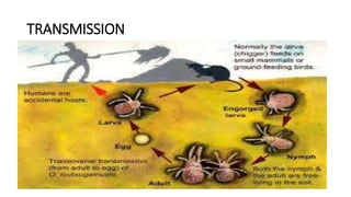 scrub typhus.pptx dr.ramjiban yadav nepal | PPTX