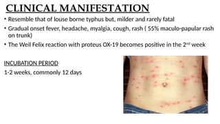 presentation on chn diseases SCRUB typhus.pptx