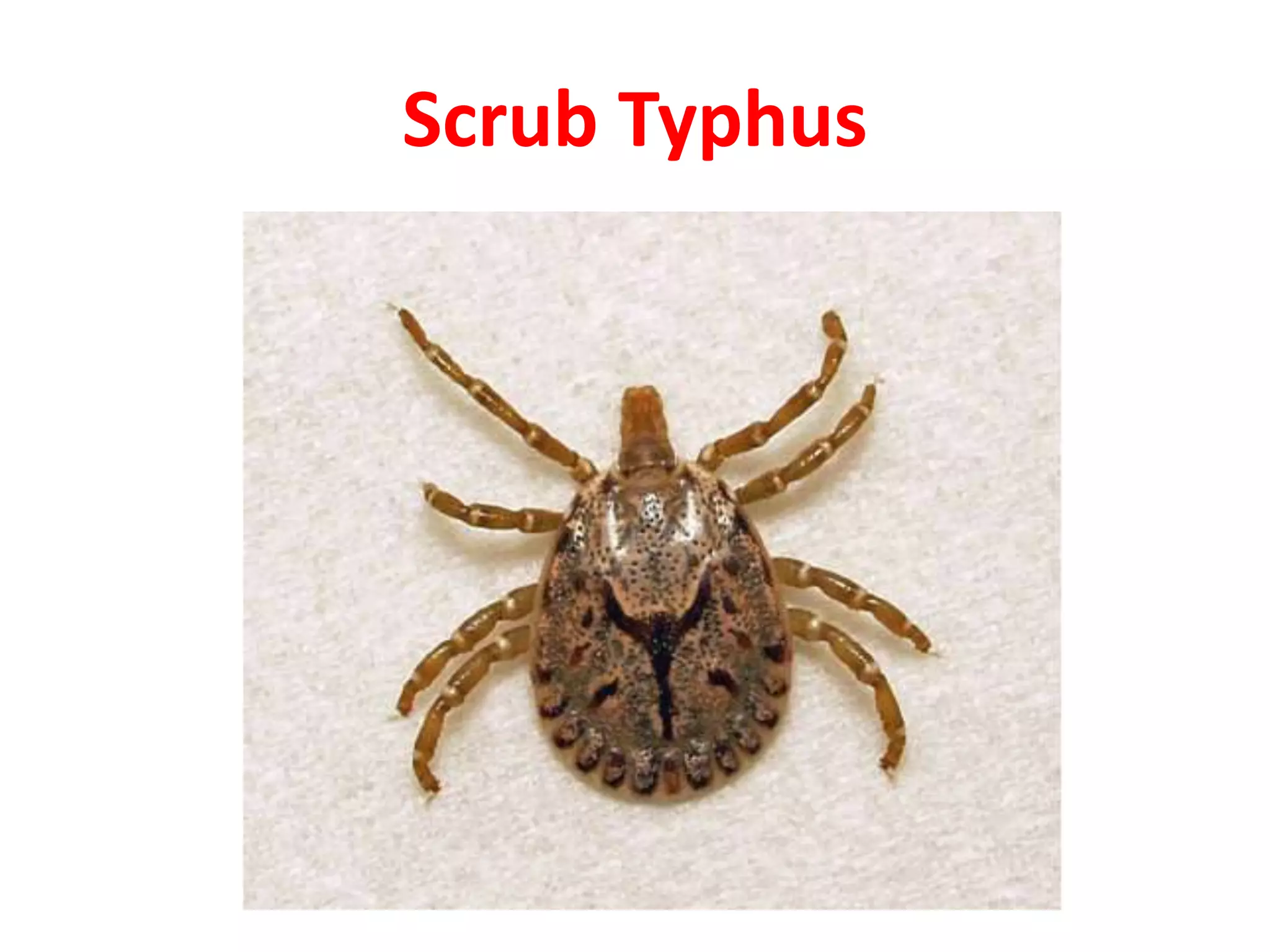 scrub Typhus- Dr. Mausumi saha.ppt