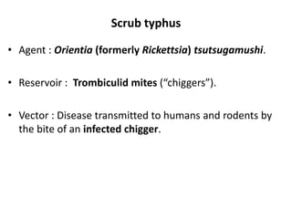 scrub Typhus- Dr. Mausumi saha.ppt