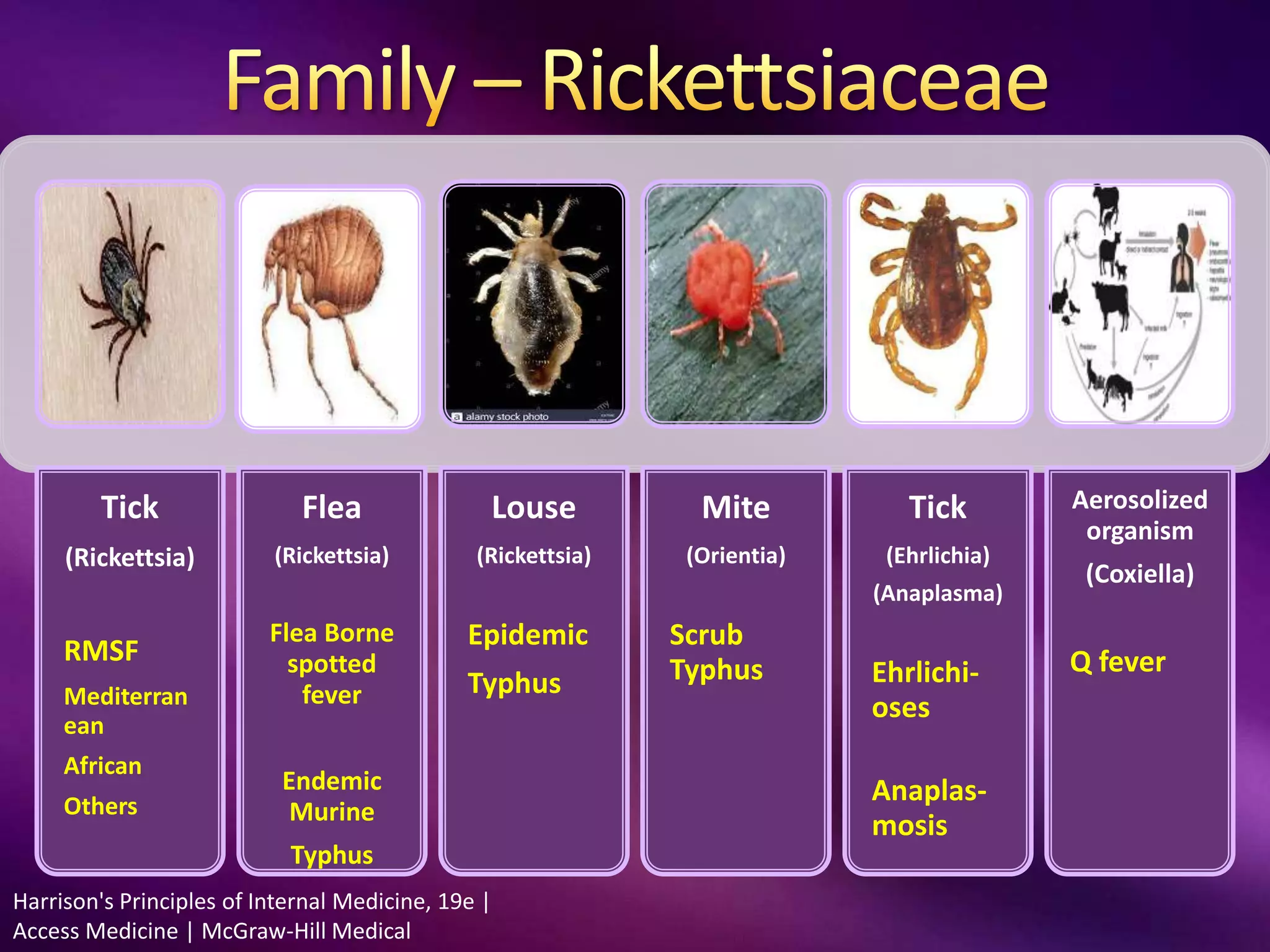 Scrub typhus 2018 final | PPTX