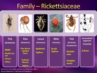Scrub typhus 2018 final | PPTX