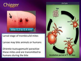 Scrub typhus 2018 final | PPTX