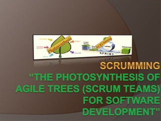 SCRUMming “The Photosynthesis of Agile TREES (SCRUM Teams) for Software ...