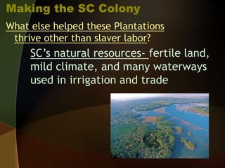 Sc’s history of european settlement 8 1.3 | PPTX