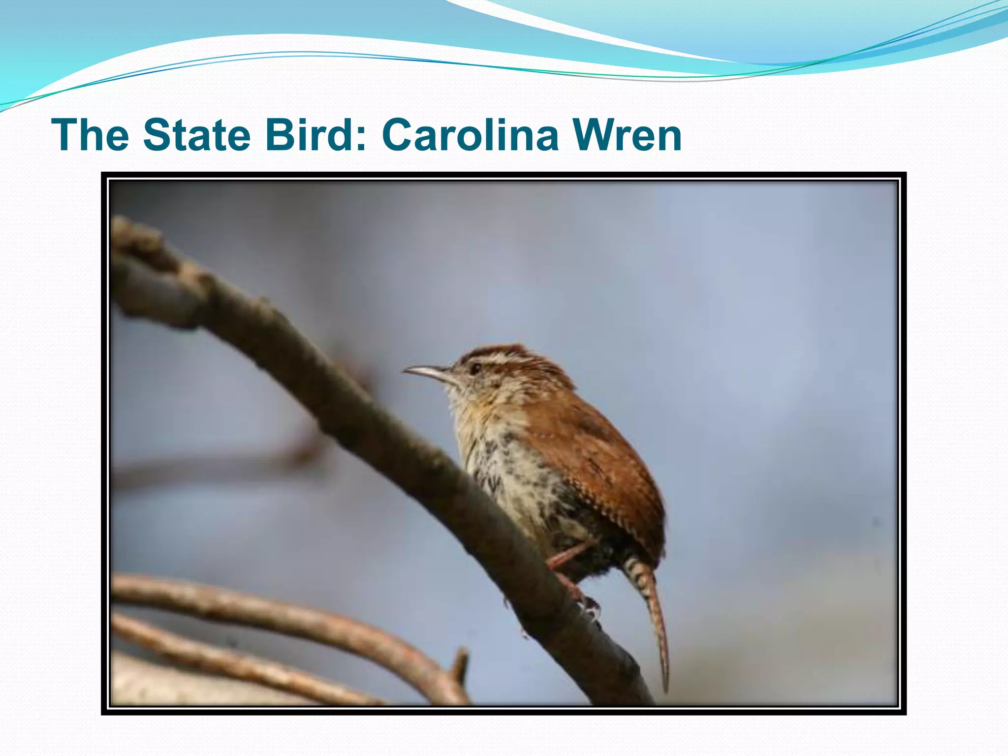 South Carolina State Symbols | PPTX