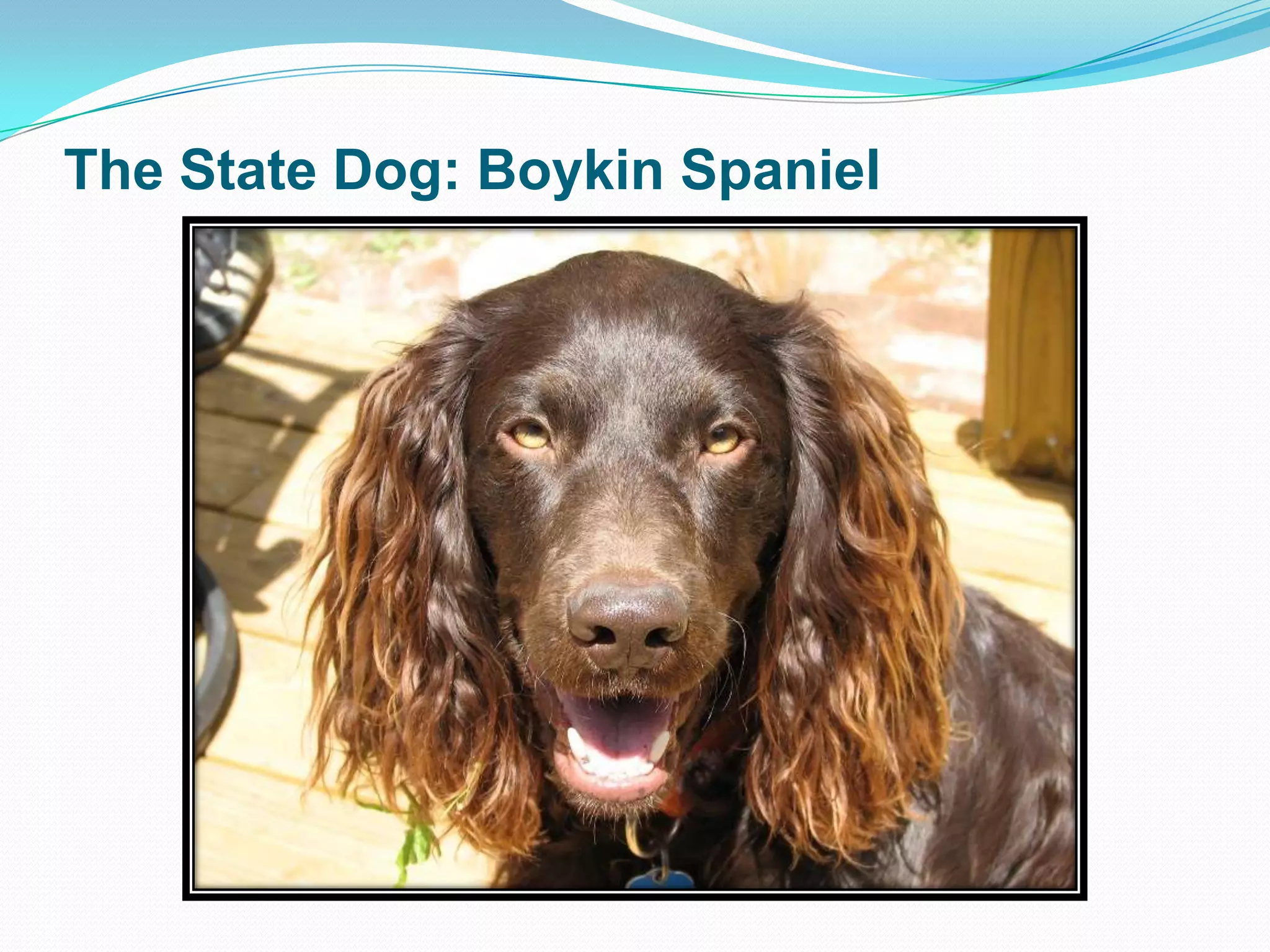 South Carolina State Symbols | PPTX