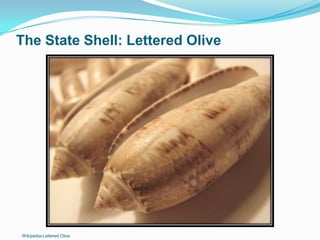 South Carolina State Symbols | PPTX