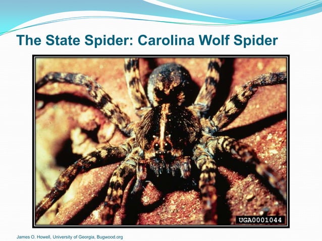 South Carolina State Symbols | PPT
