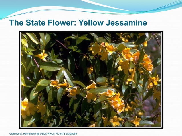 South Carolina State Symbols | PPT | Free Download