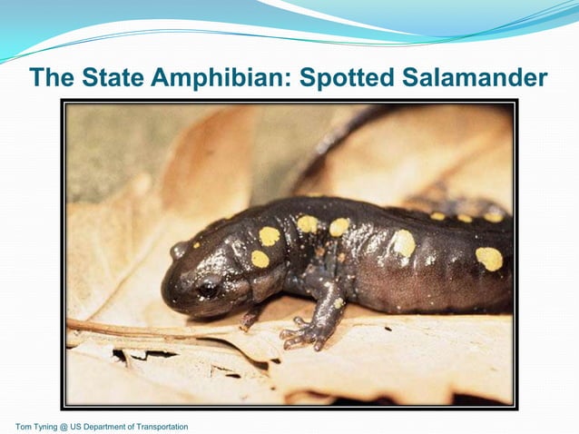 South Carolina State Symbols | PPT