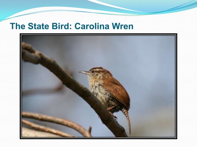 South Carolina State Symbols | PPT