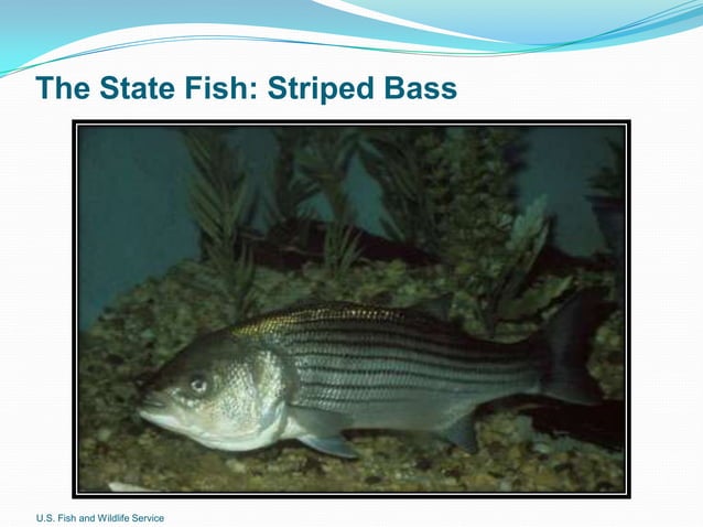 South Carolina State Symbols | PPT