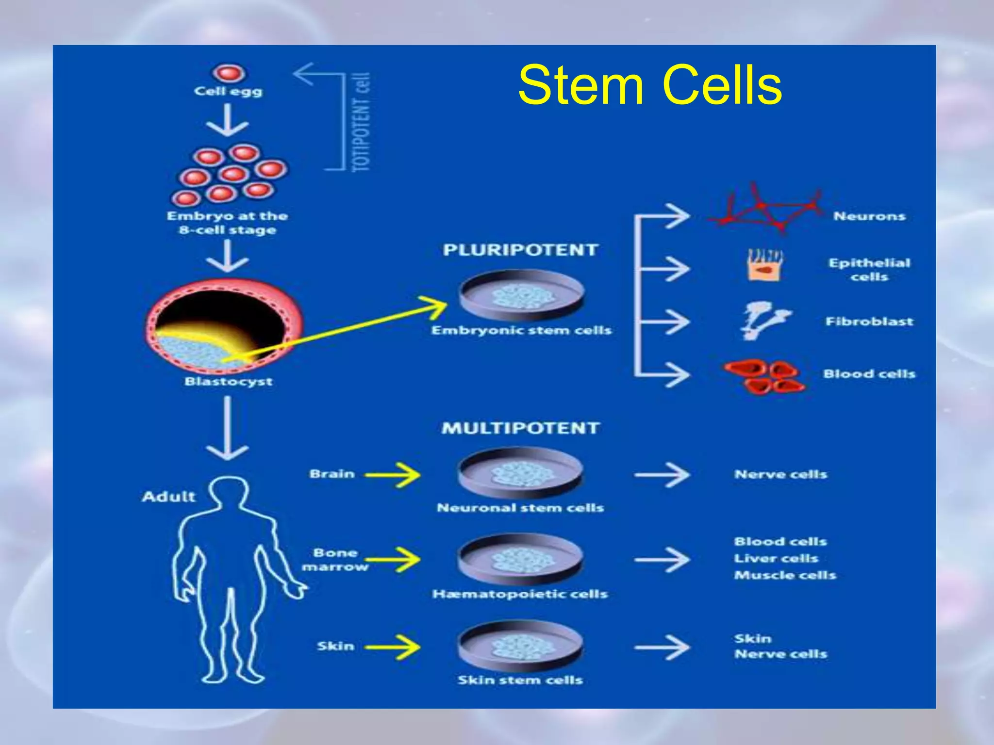 Stem cell therapy | PPTX