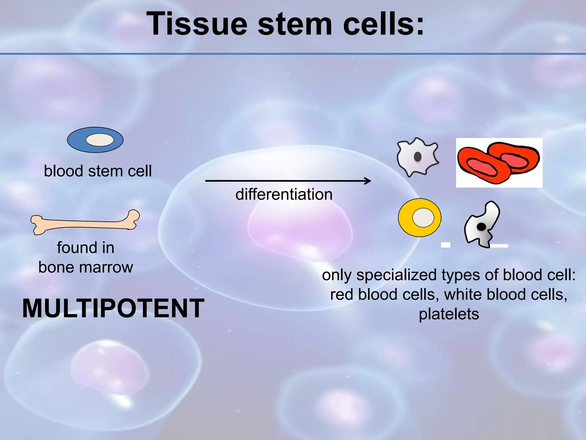 Stem cell therapy | PPTX