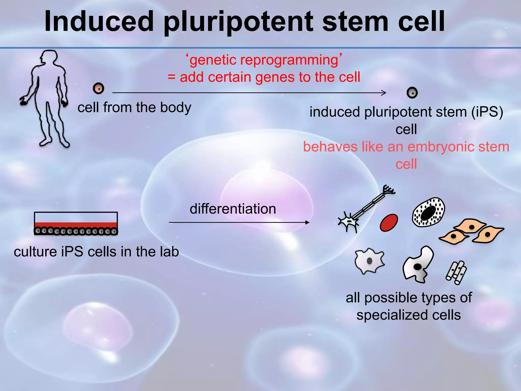 Stem cell therapy | PPTX