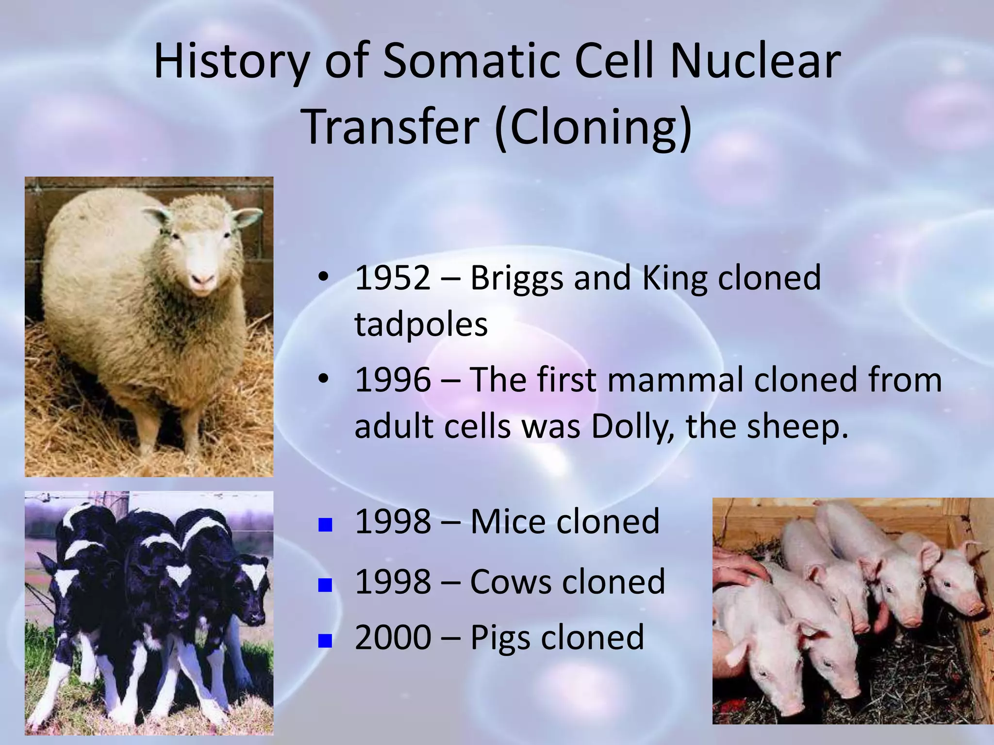 Stem cell therapy | PPTX