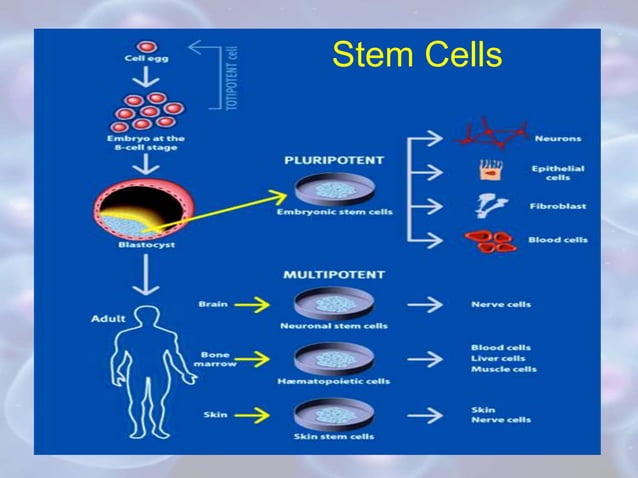 Stem cell therapy | PPTX
