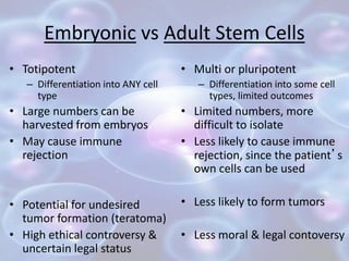 Embryonic Stem Cells Vs Adult Stem Cells
