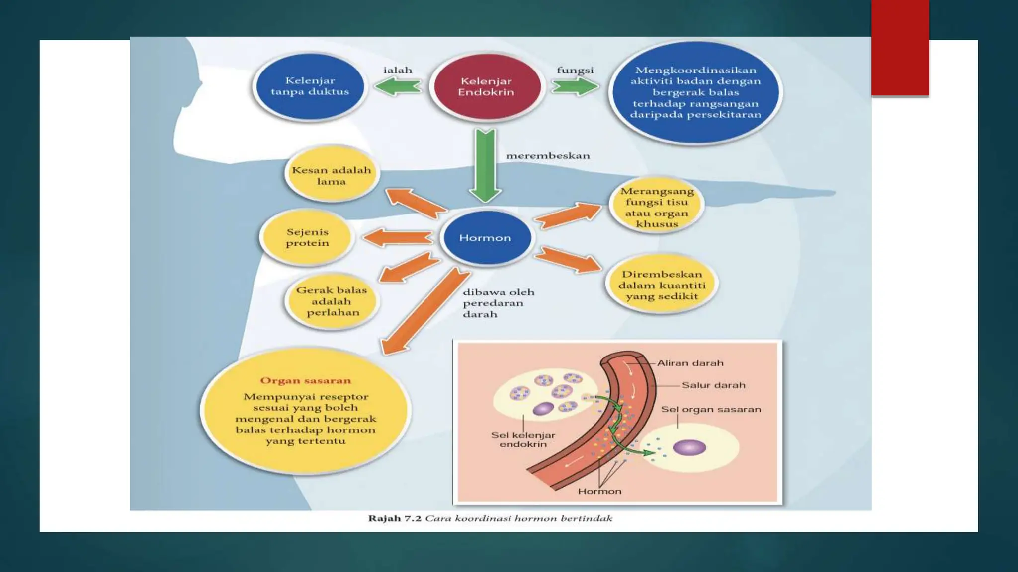 SC T4 BAB 7 KOORDINASI BADAN zila khalid =).pptx