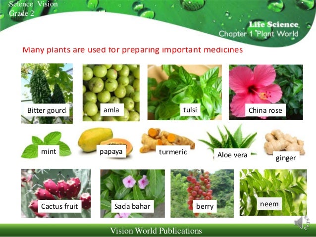 Sc V 2 Ch 1 Lsn 3 Uses Of Plants Sc V 2 Ch 1 Lsn 3 Uses Of Plants