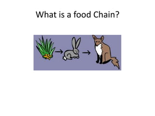 HABITATS - FOOD CHAIN AND FOOD WEB | PPTX