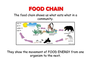 HABITATS - FOOD CHAIN AND FOOD WEB | PPTX