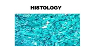 Scytek Laboratories 1 Diagnostic Reagents Special Stains