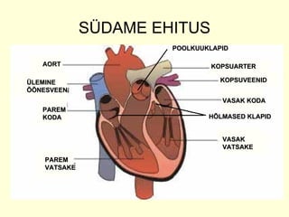 Süda Ja Vereringe | PPT