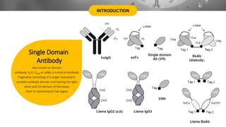 sdAb Functional Identification | PPT